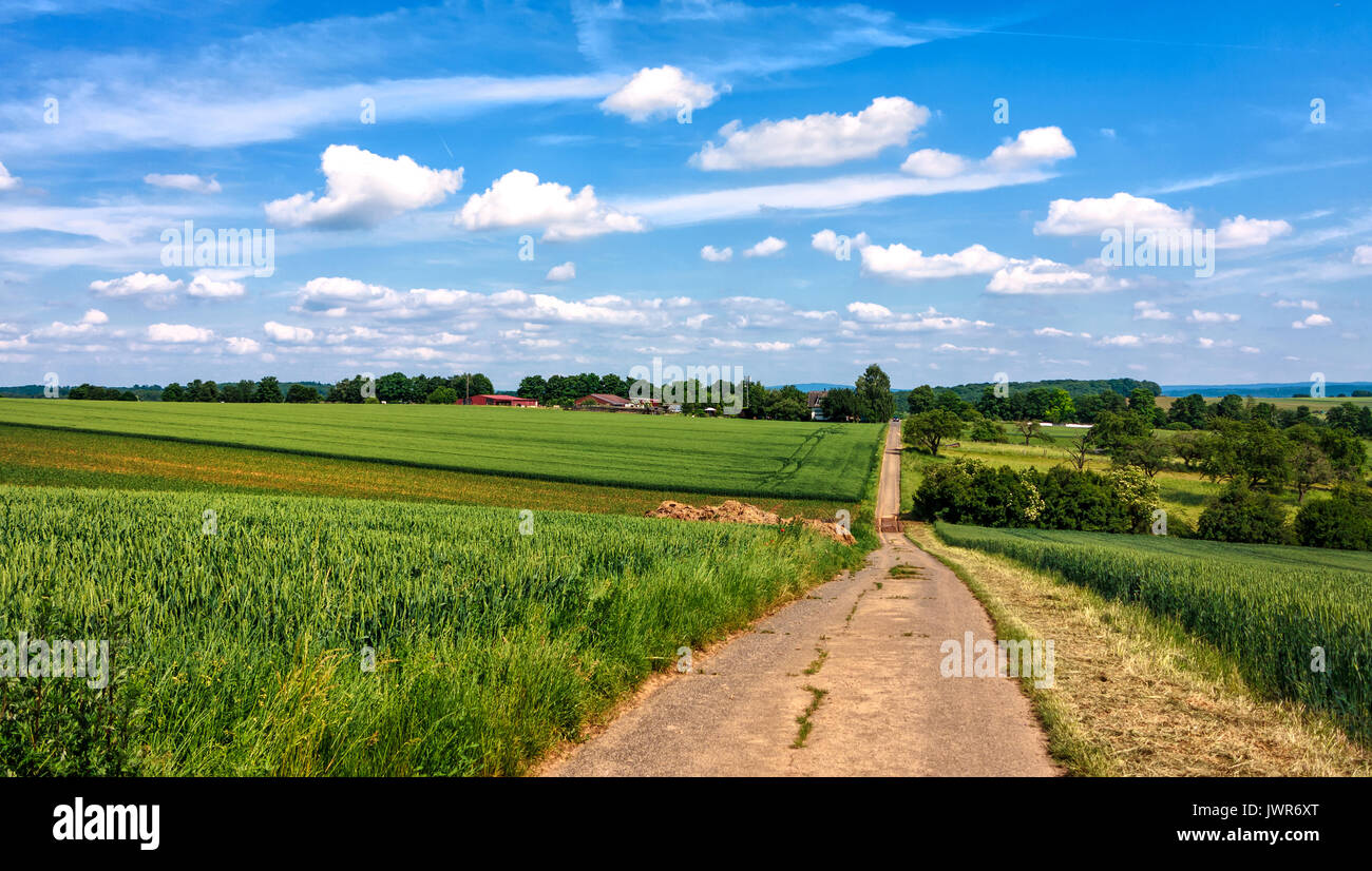 Hessian summer landscape with green cereal fields, Germany Stock Photo ...