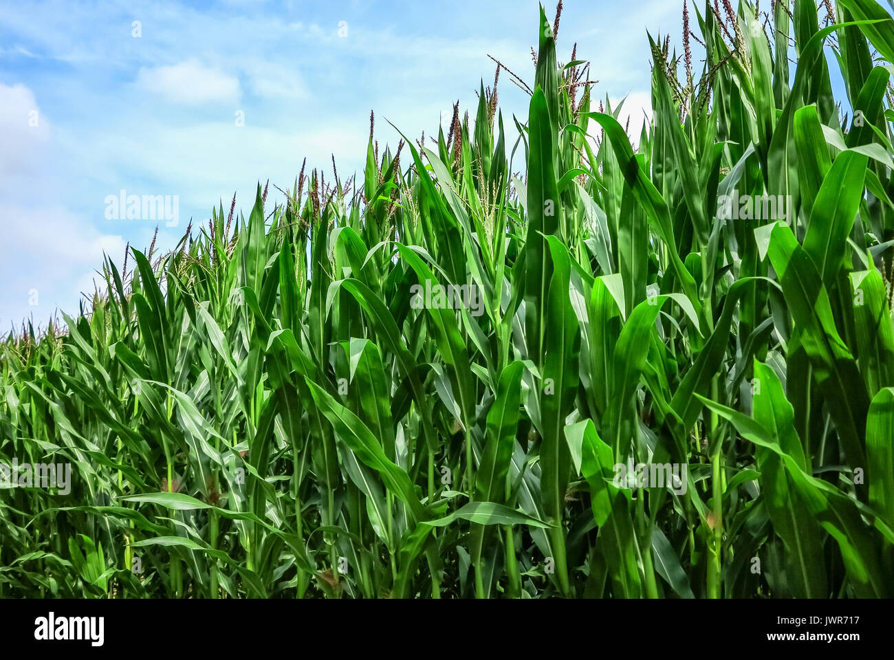 Corn field wall in high summer Stock Photo - Alamy
