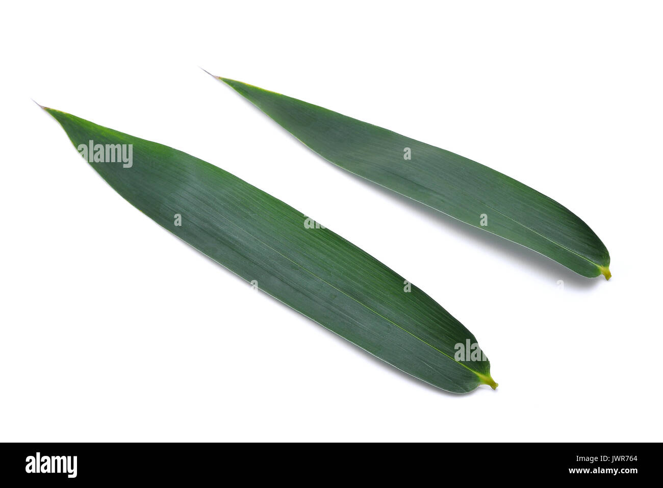 two bamboo leaves isolated on white background Stock Photo - Alamy