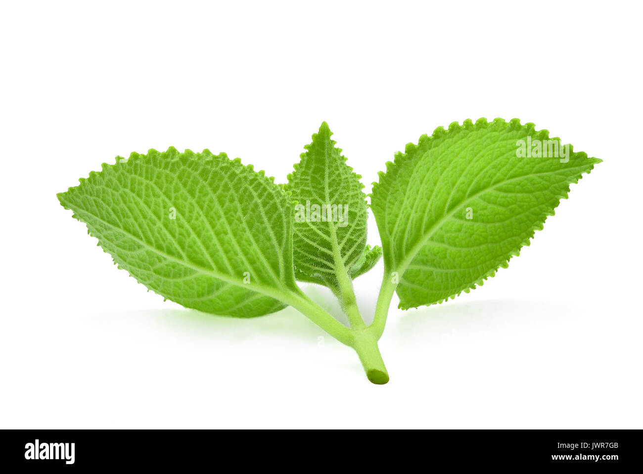 Indian borage hi-res stock photography and images - Alamy