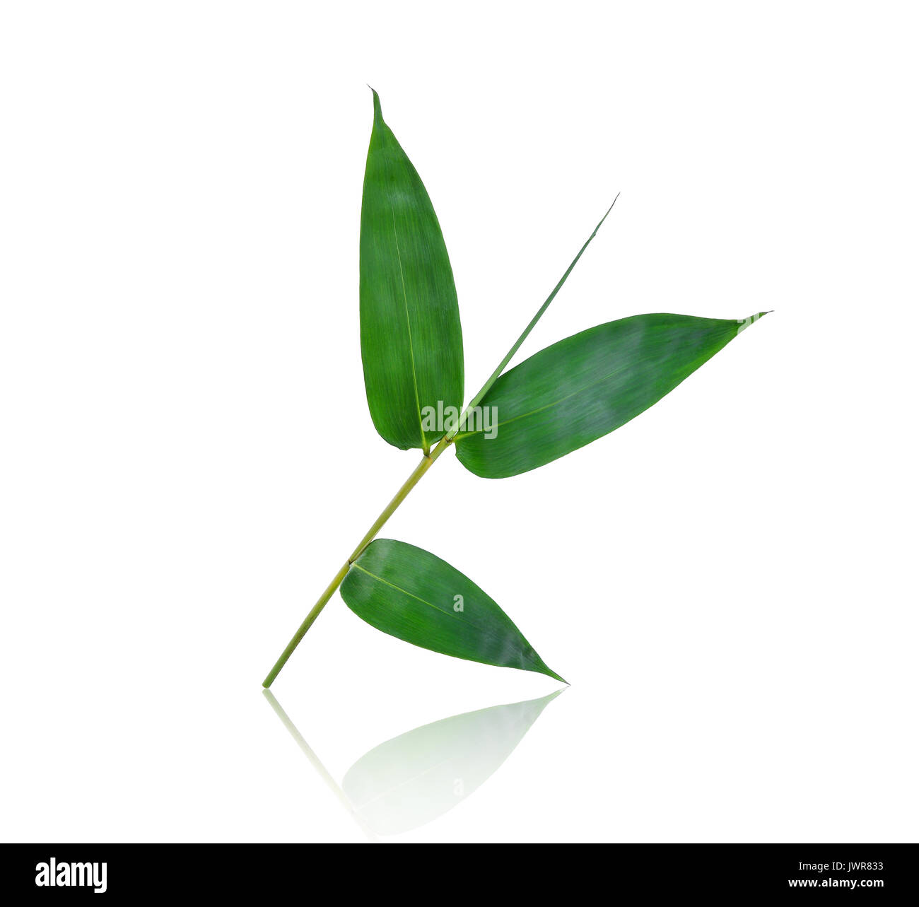 green bamboo leaf with shadow isolated on white background Stock Photo ...