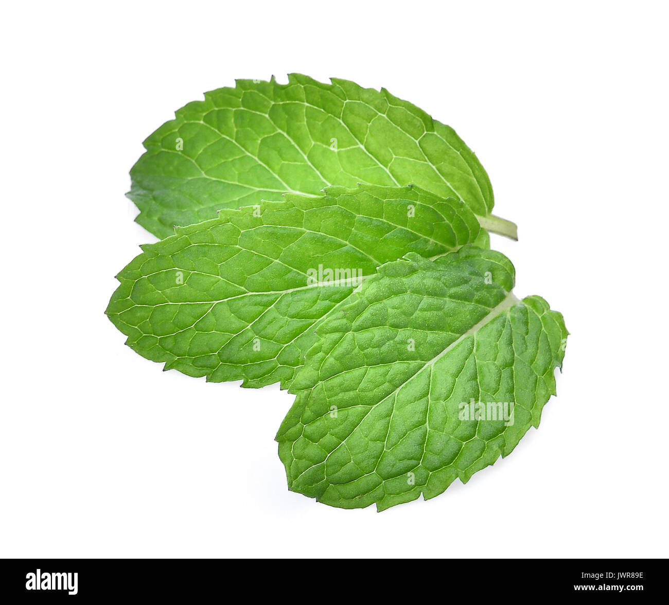fresh mint leaf isolated on white background Stock Photo - Alamy