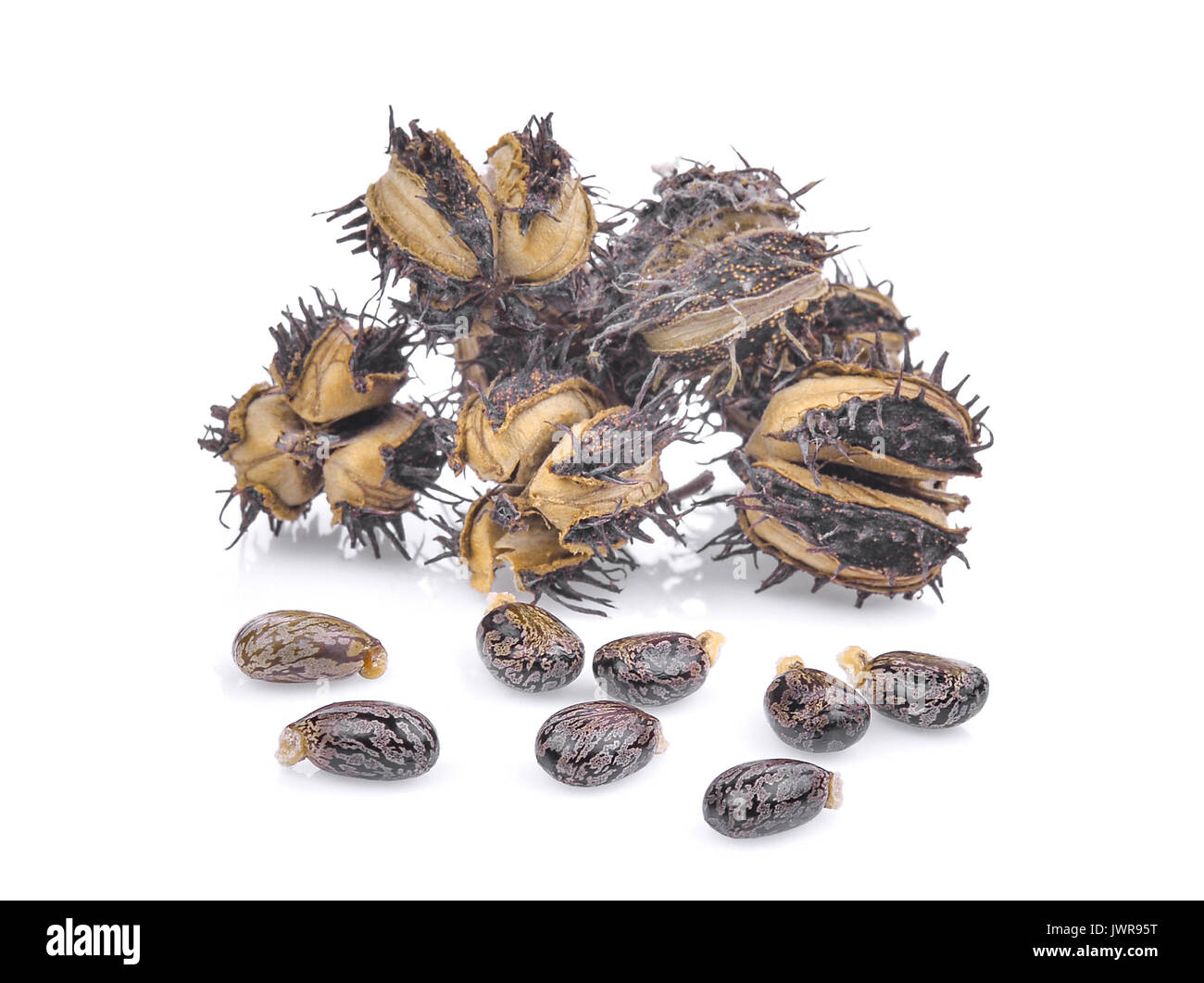 pile of dried Castor, Castor bean, Castor oil plant with seeds isolated ...