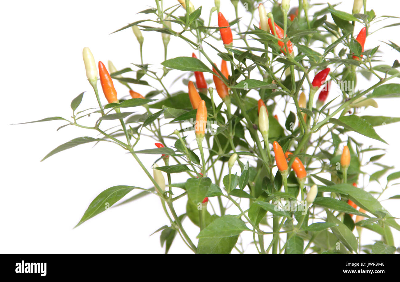 Small chili peppers Stock Photo - Alamy