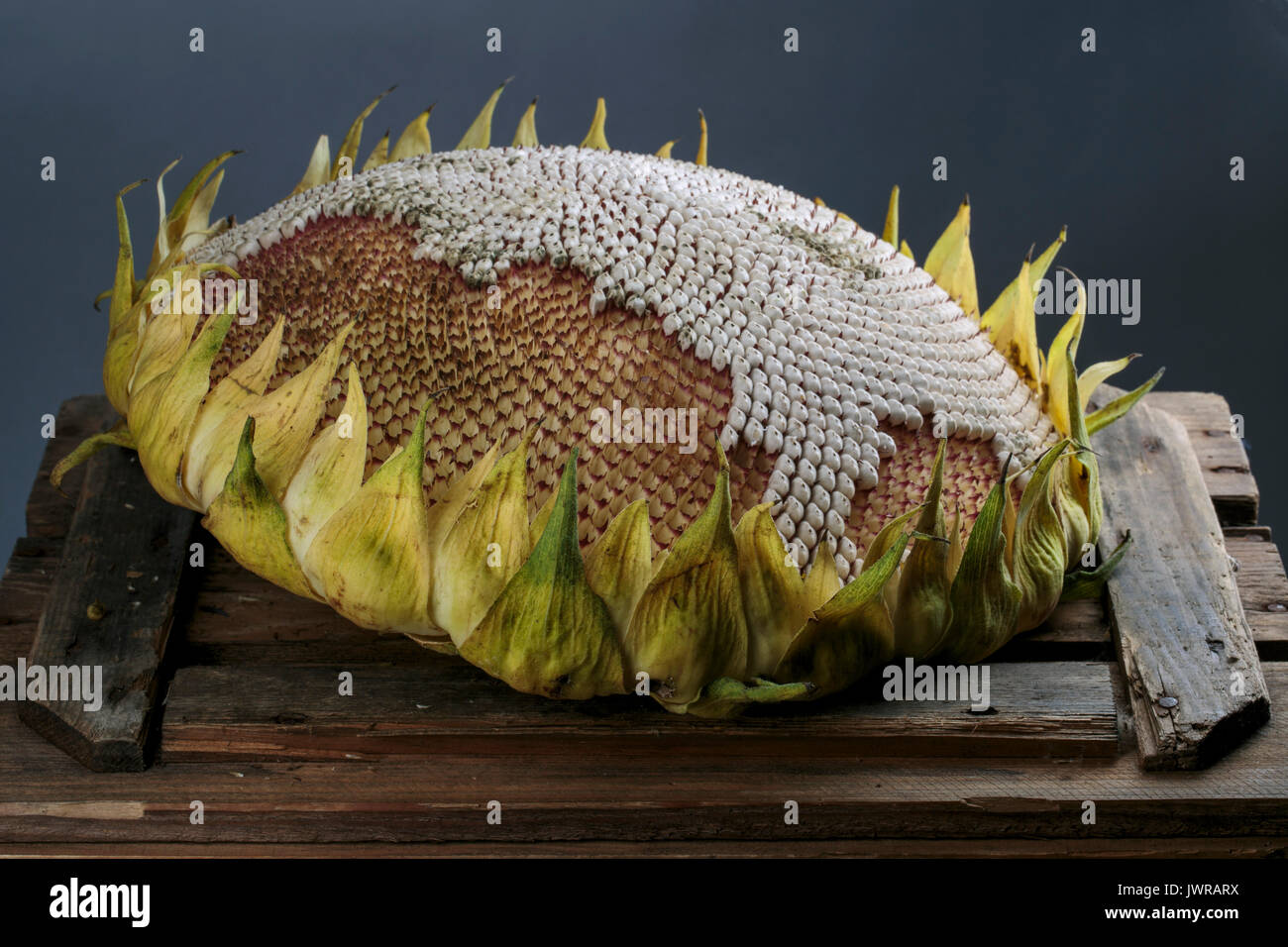 Ripe Sunflower Head with Seeds harvested in Autumn Stock Photo - Alamy