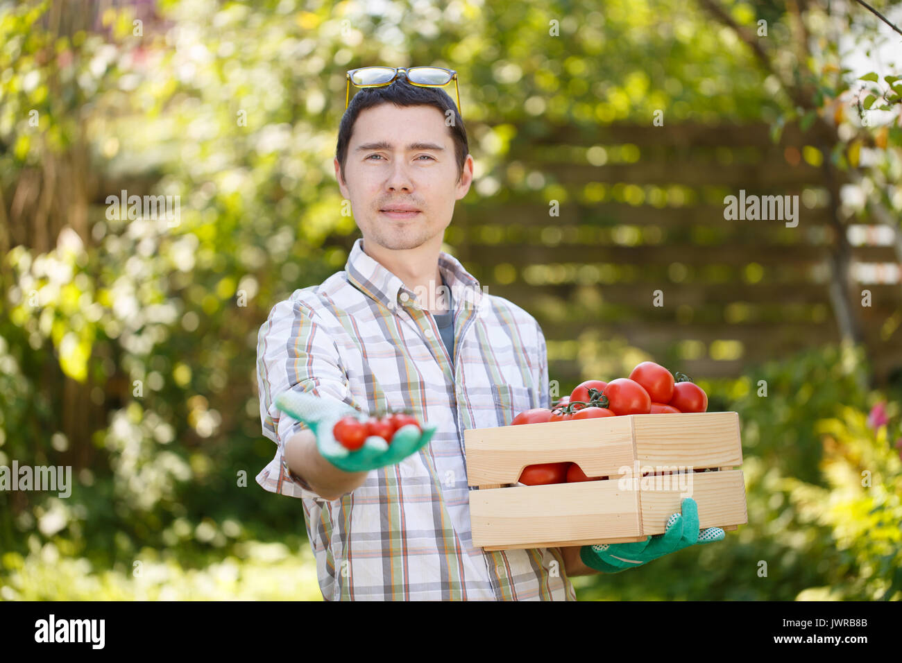 Hand man picking fresh tomatoes hi-res stock photography and images - Alamy