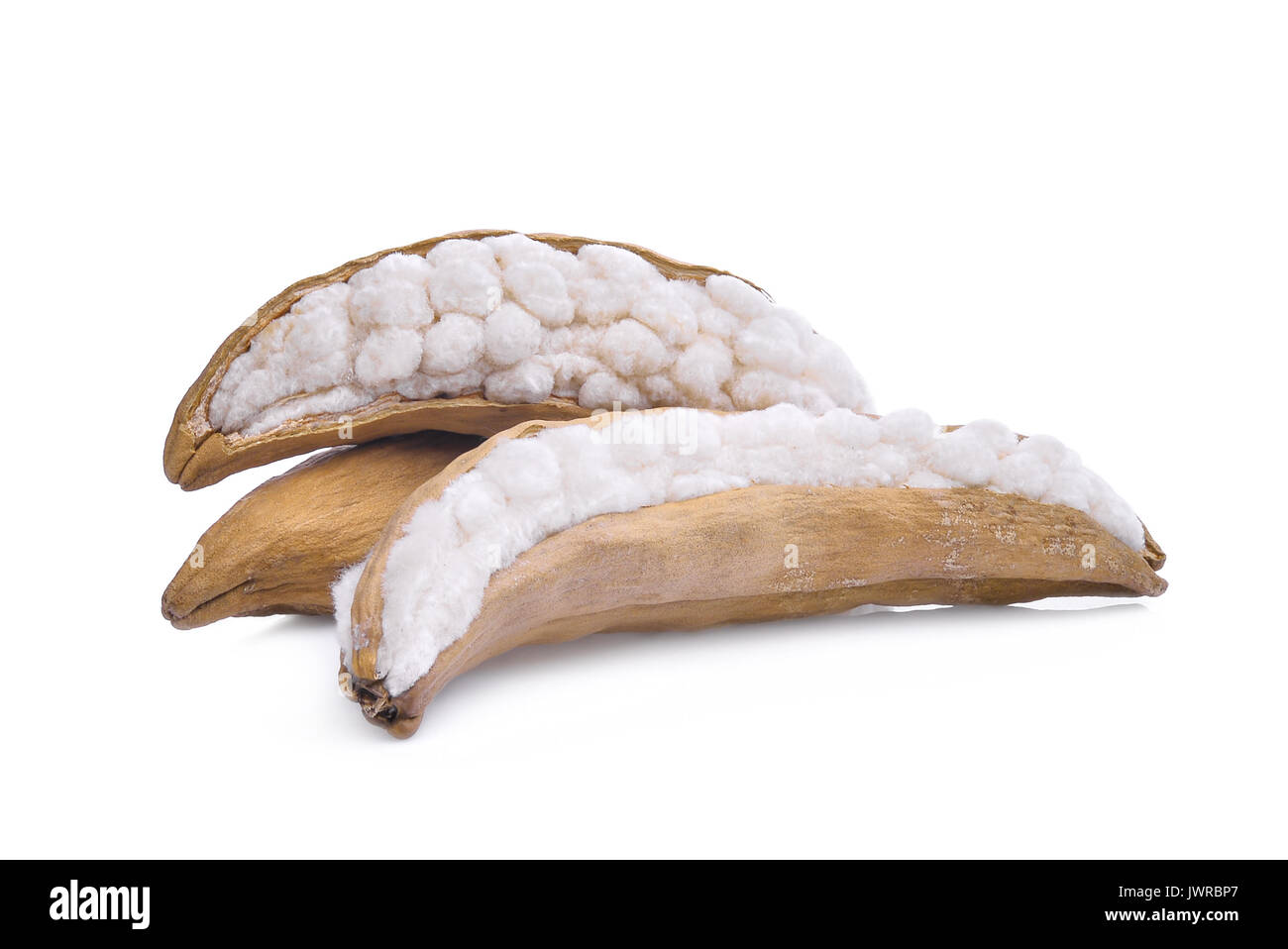 White silk cotton(Bombax ceiba) pod isolated on white background Stock ...