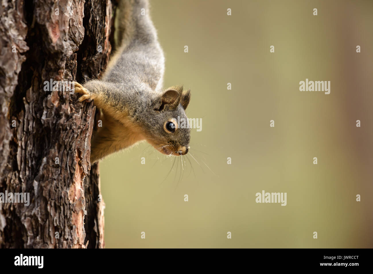 Sharp picture of squirrel hi-res stock photography and images - Alamy