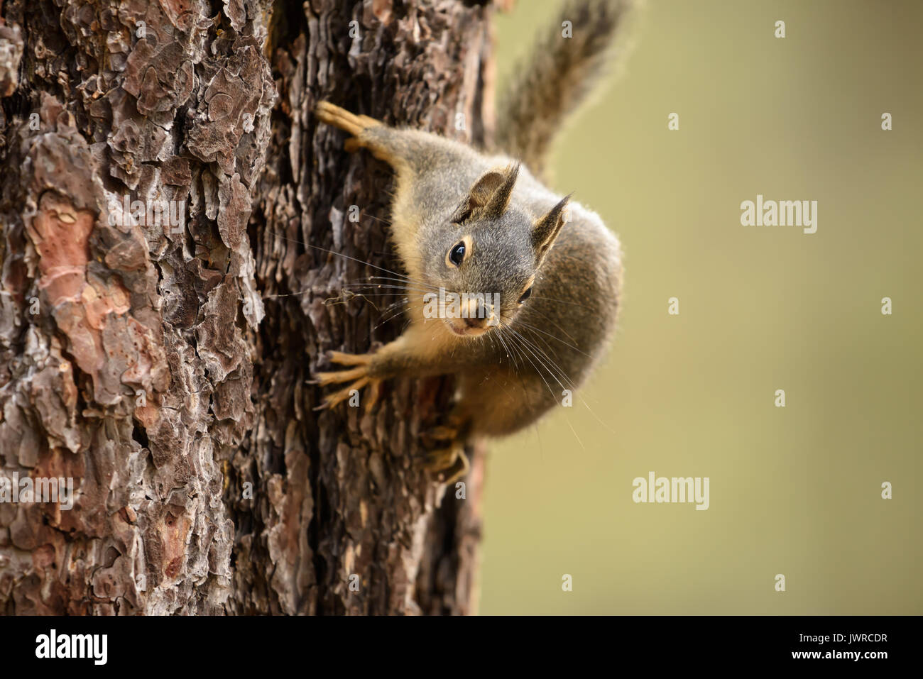 Sharp picture of squirrel hi-res stock photography and images - Alamy