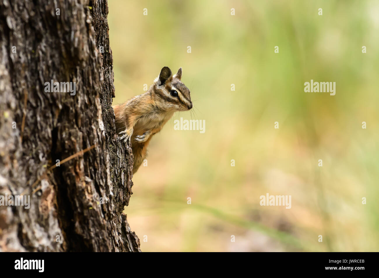Chipmunk claws hi-res stock photography and images - Alamy