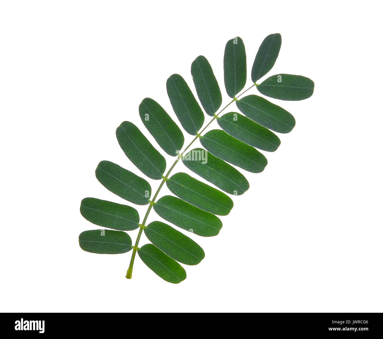 tamarind leaf isolated on white background Stock Photo - Alamy