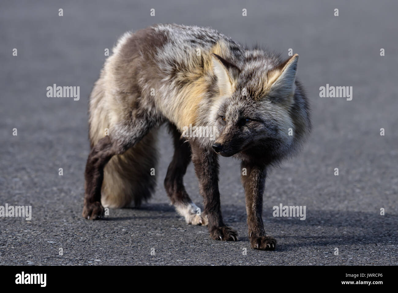 Cascade red fox hi-res stock photography and images - Alamy