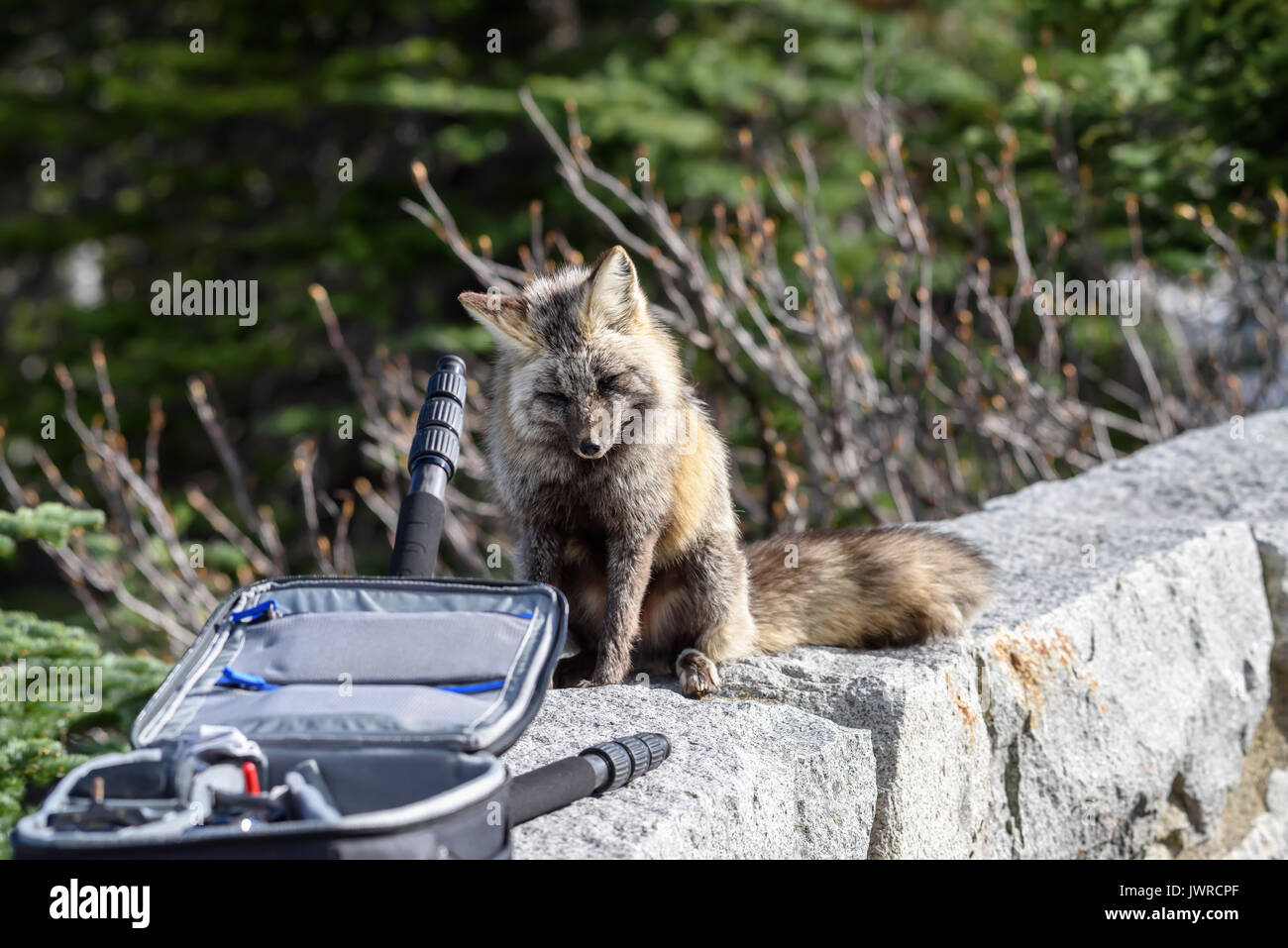 Red fox bushy tail photo hi-res stock photography and images - Alamy