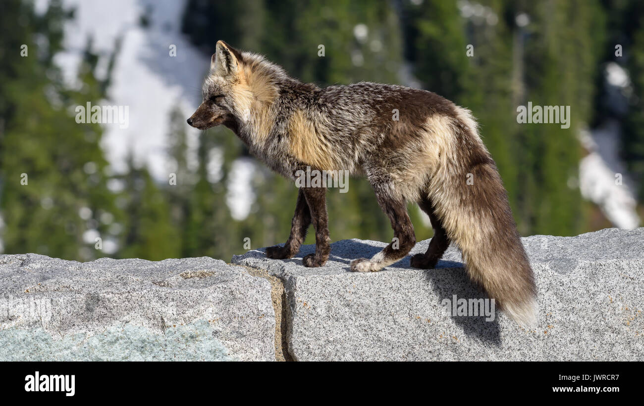 Cascade red fox hi-res stock photography and images - Alamy