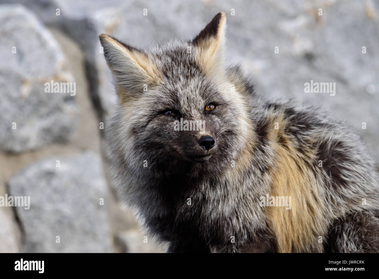 Silver phase red fox hi-res stock photography and images - Alamy