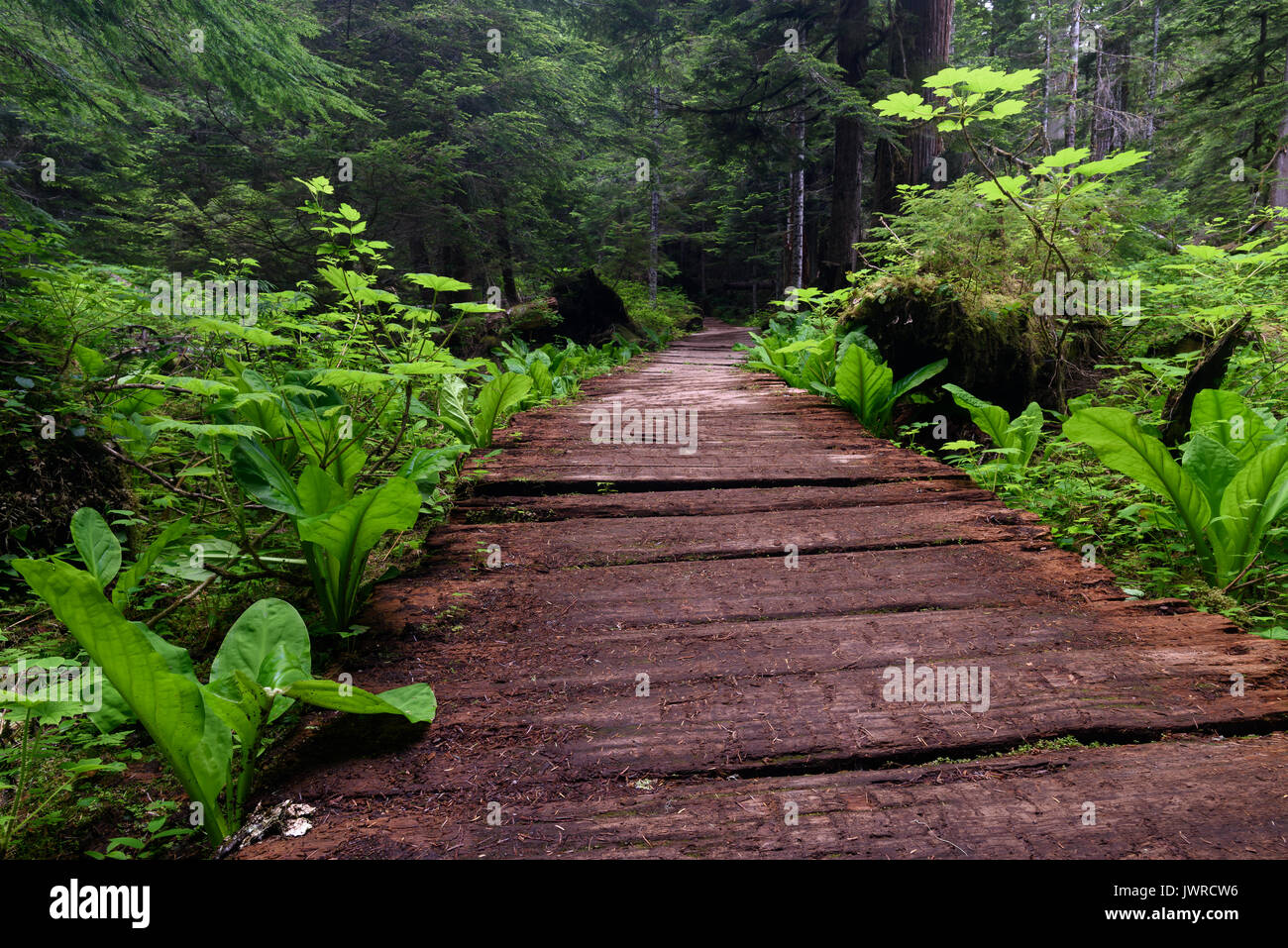 Path through the rainforest Stock Photo - Alamy
