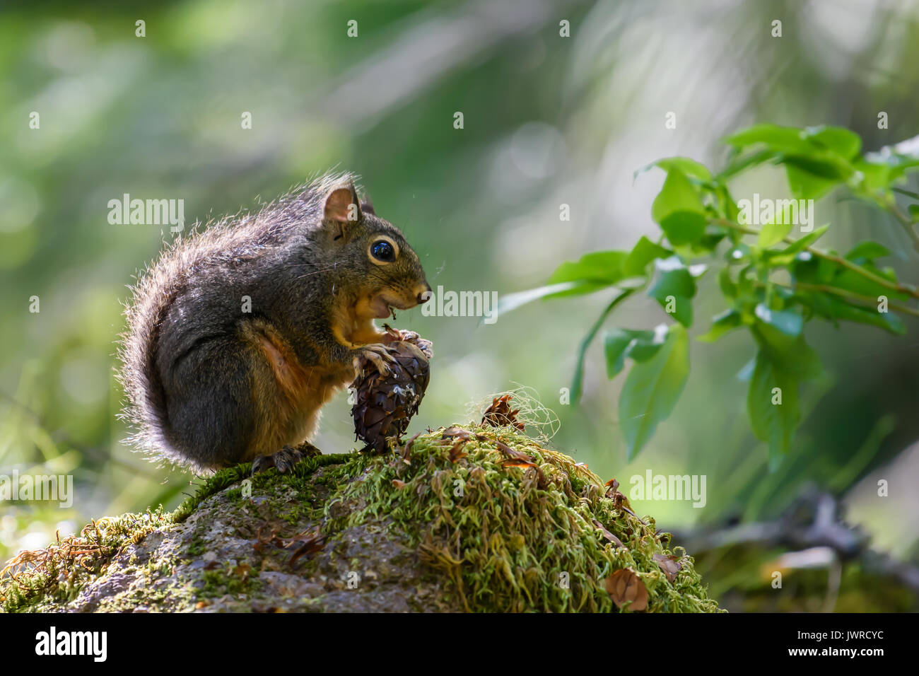 Sharp picture of squirrel hi-res stock photography and images - Alamy