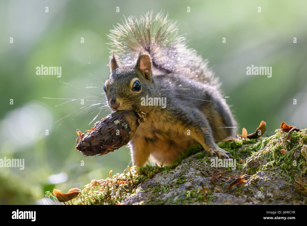 Sharp picture of squirrel hi-res stock photography and images - Alamy