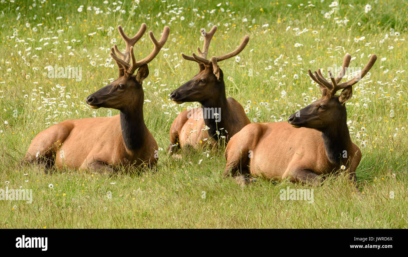Roosevelt elk hi-res stock photography and images - Alamy