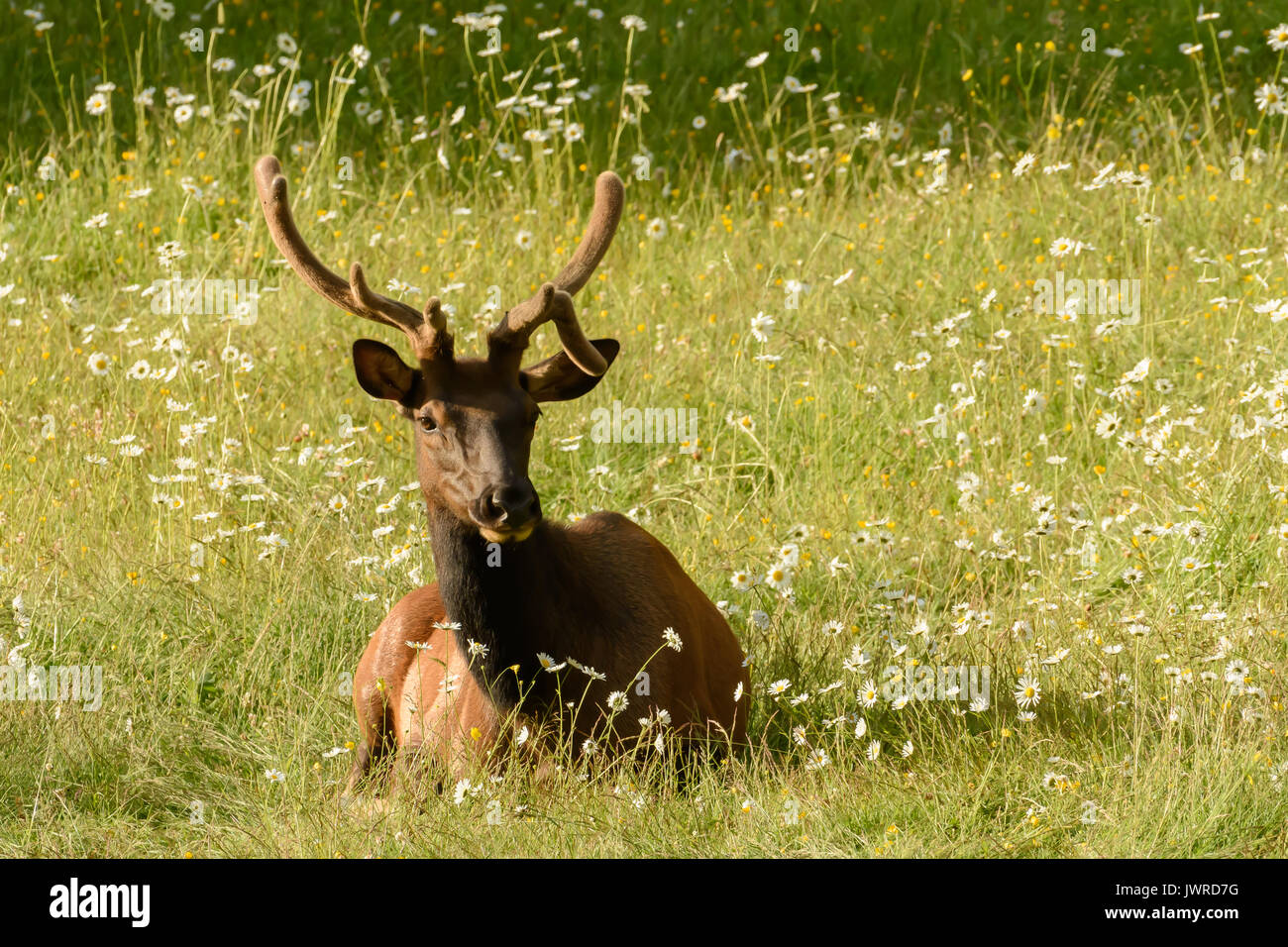 Roosevelt elk, washington hi-res stock photography and images - Alamy
