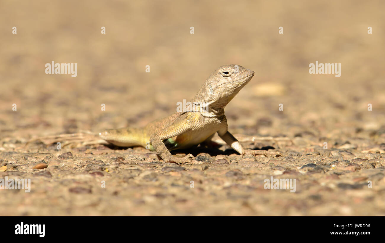 Desert lizard hunting hi-res stock photography and images - Alamy