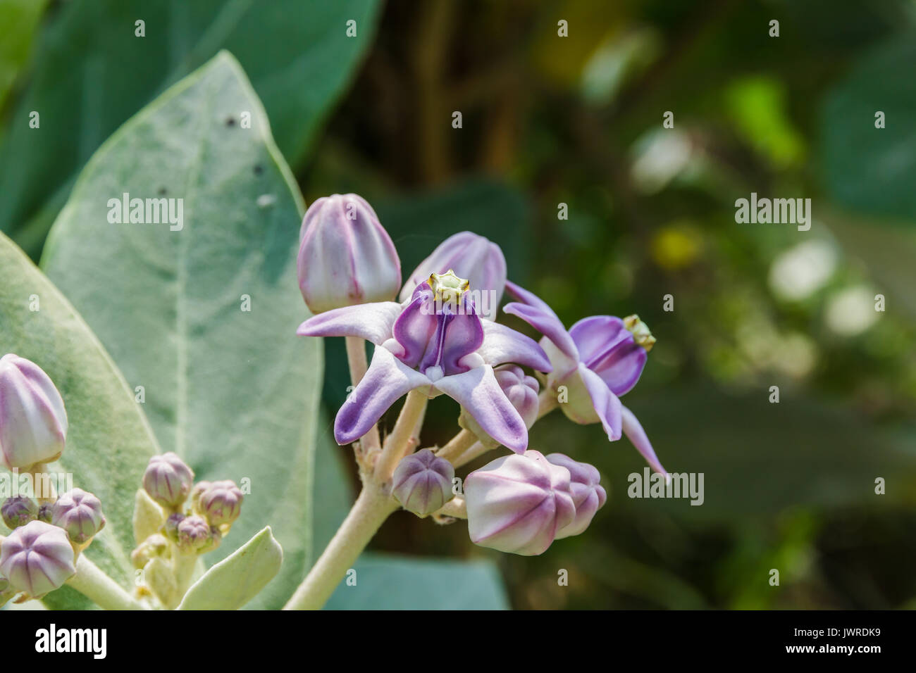Calotropis gigantea purple hi-res stock photography and images - Alamy