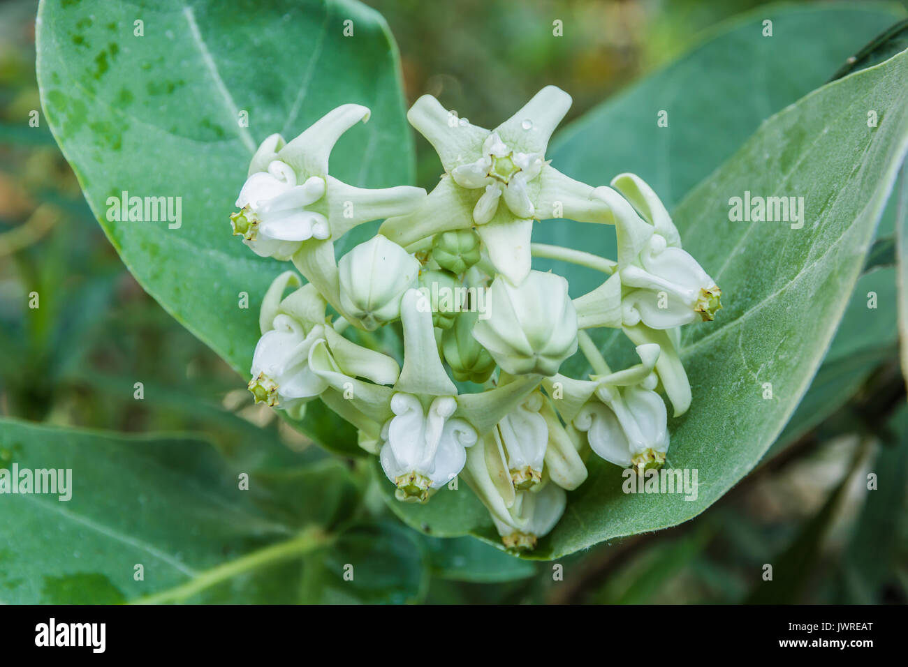 Calotropis gigantea flower crown flower hi-res stock photography and ...