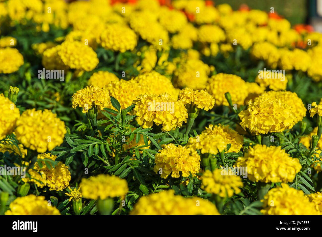 Gold aster hi-res stock photography and images - Alamy