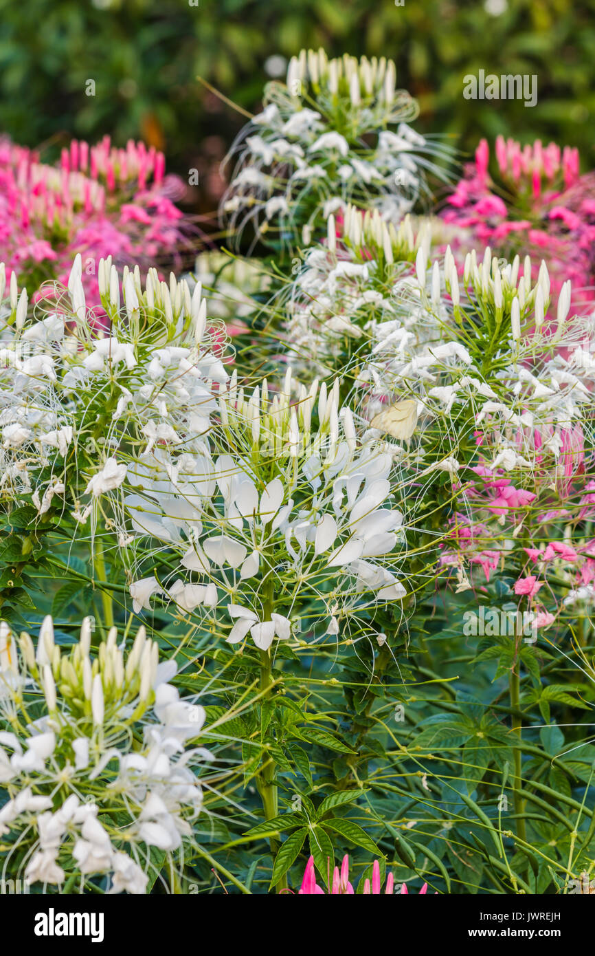 Pink spiny spiderflower hi-res stock photography and images - Alamy