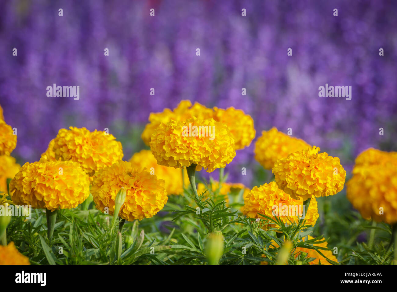 How to grow marigold plant hi-res stock photography and images - Alamy