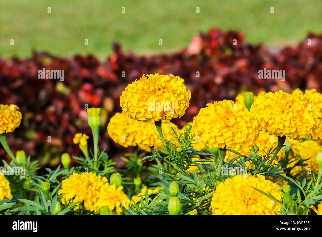 Marigold flower beautiful hi-res stock photography and images - Alamy