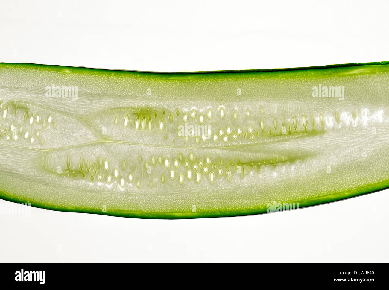 Slices of fresh Courgette on white background Stock Photo - Alamy