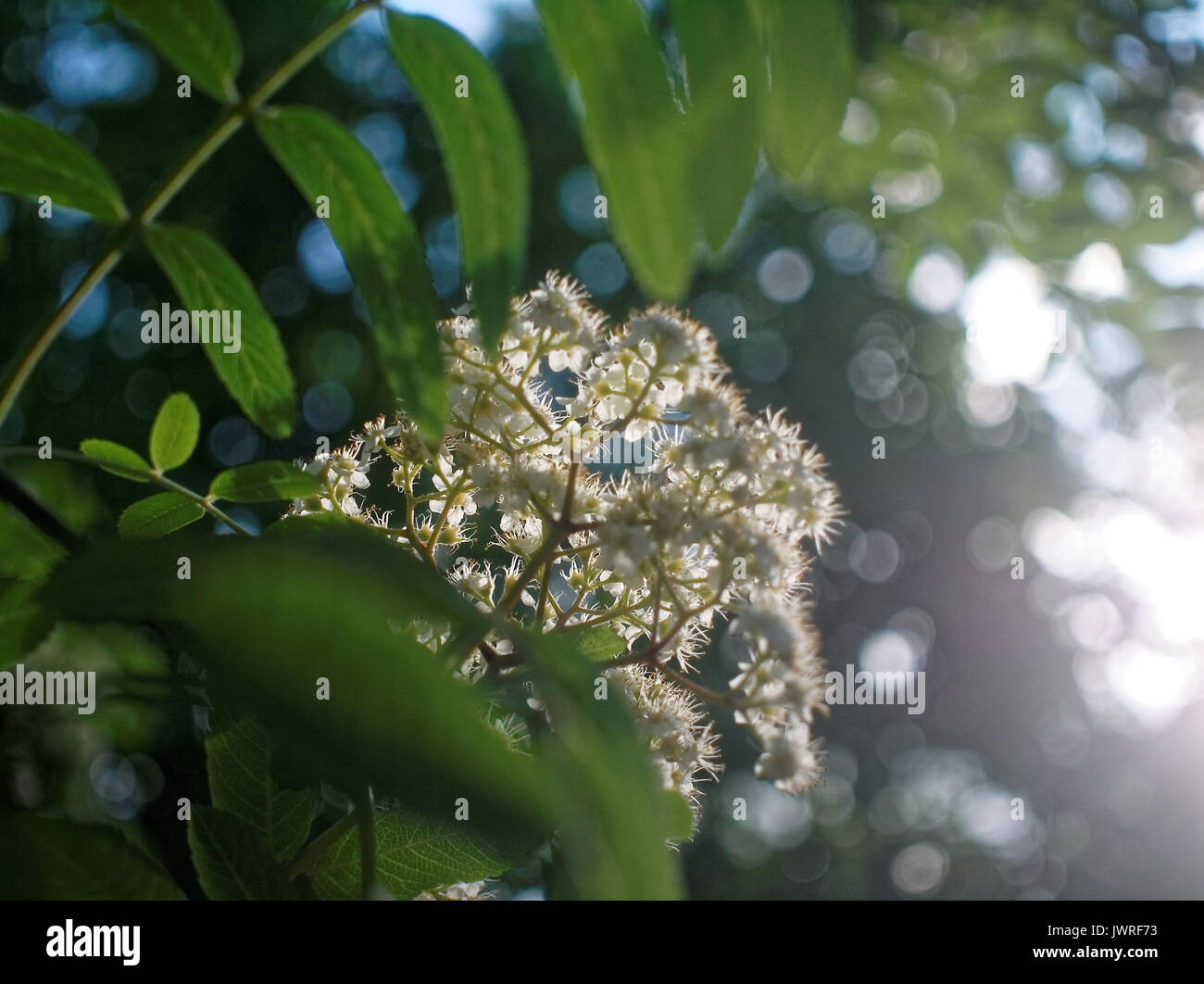 flowers of mountain ash in the yard of Moscow , southwest district ...