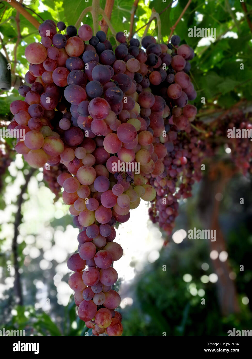 Splendid clusters of red grapes on branch Stock Photo - Alamy