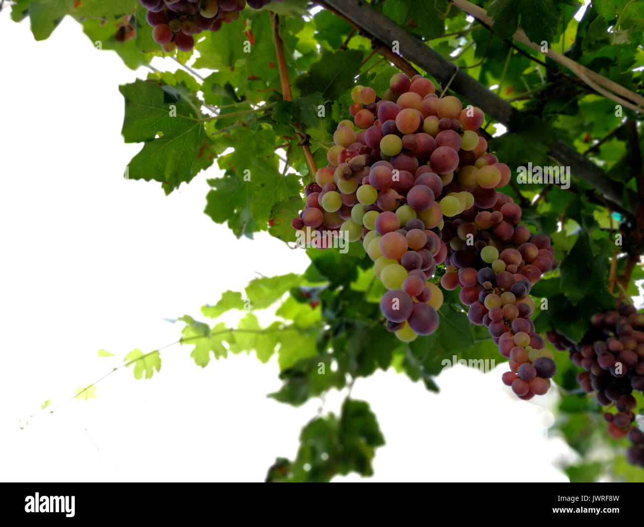 Splendid clusters of red grapes on branch Stock Photo - Alamy