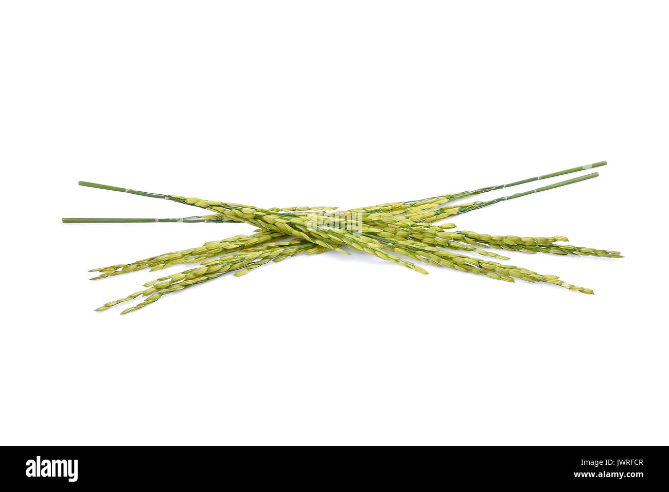 green paddy rice isolated on white background Stock Photo - Alamy