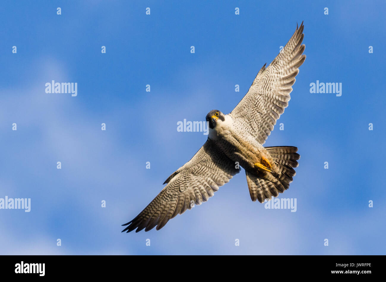 Vandrefalk hi-res stock photography and images - Alamy
