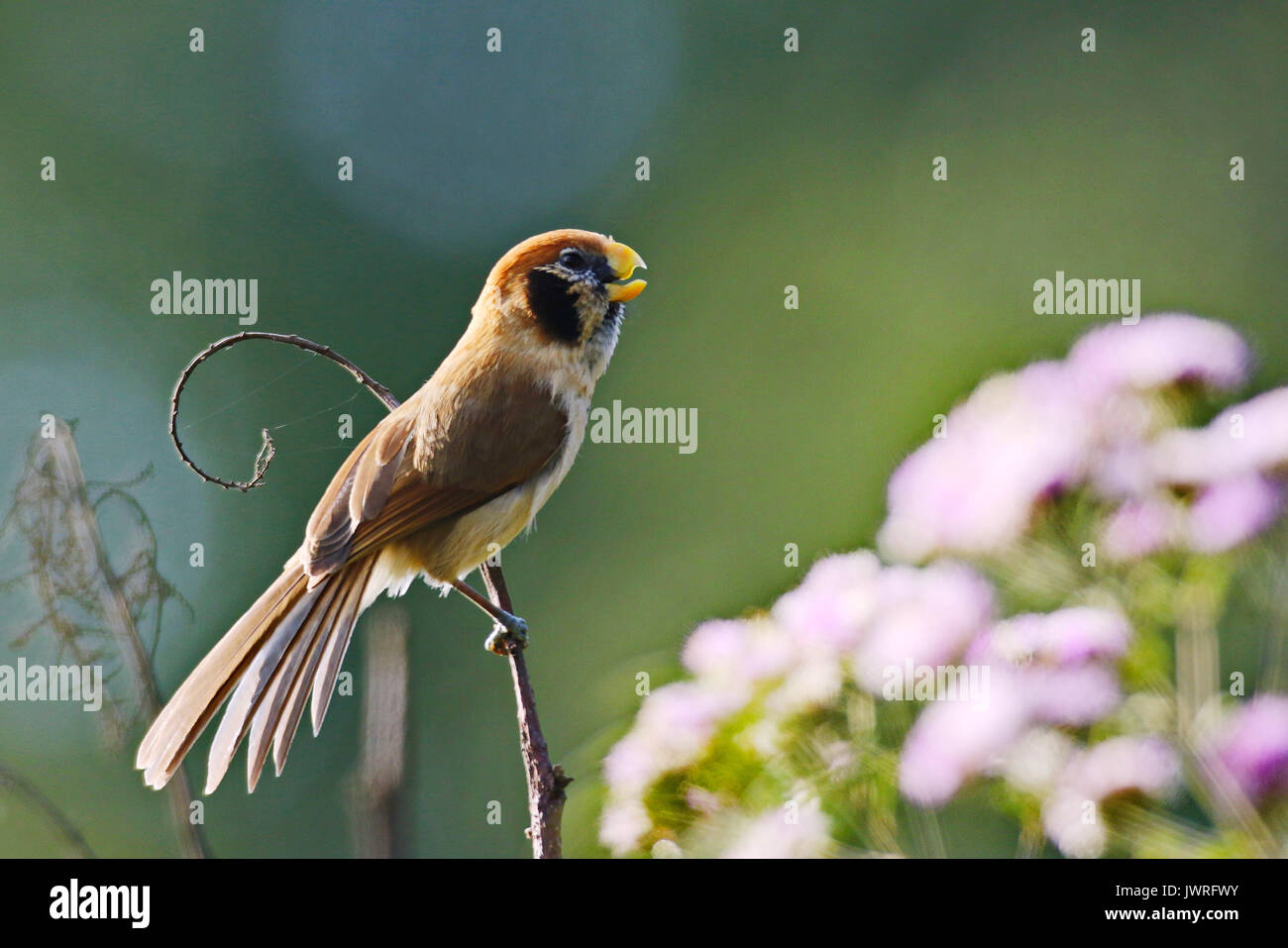 Black eared parrotbill hi-res stock photography and images - Alamy