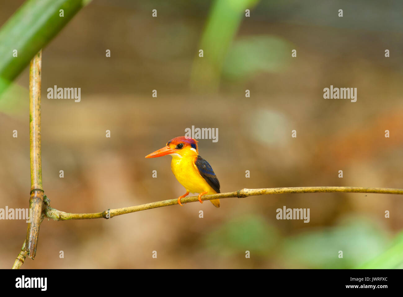 Bird colorful beautiful black-backed Kingfisher (Ceyx erithacus) in ...
