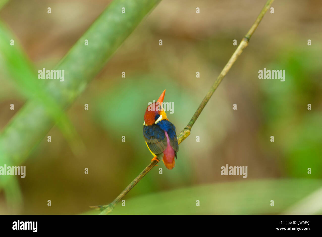 Bird colorful beautiful black-backed Kingfisher (Ceyx erithacus) in ...