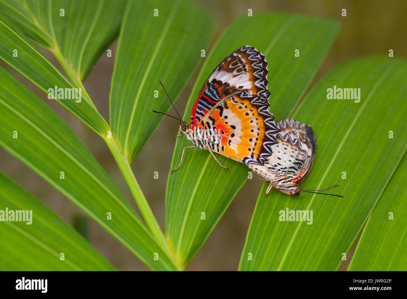 Butterfly breeding hi-res stock photography and images - Alamy