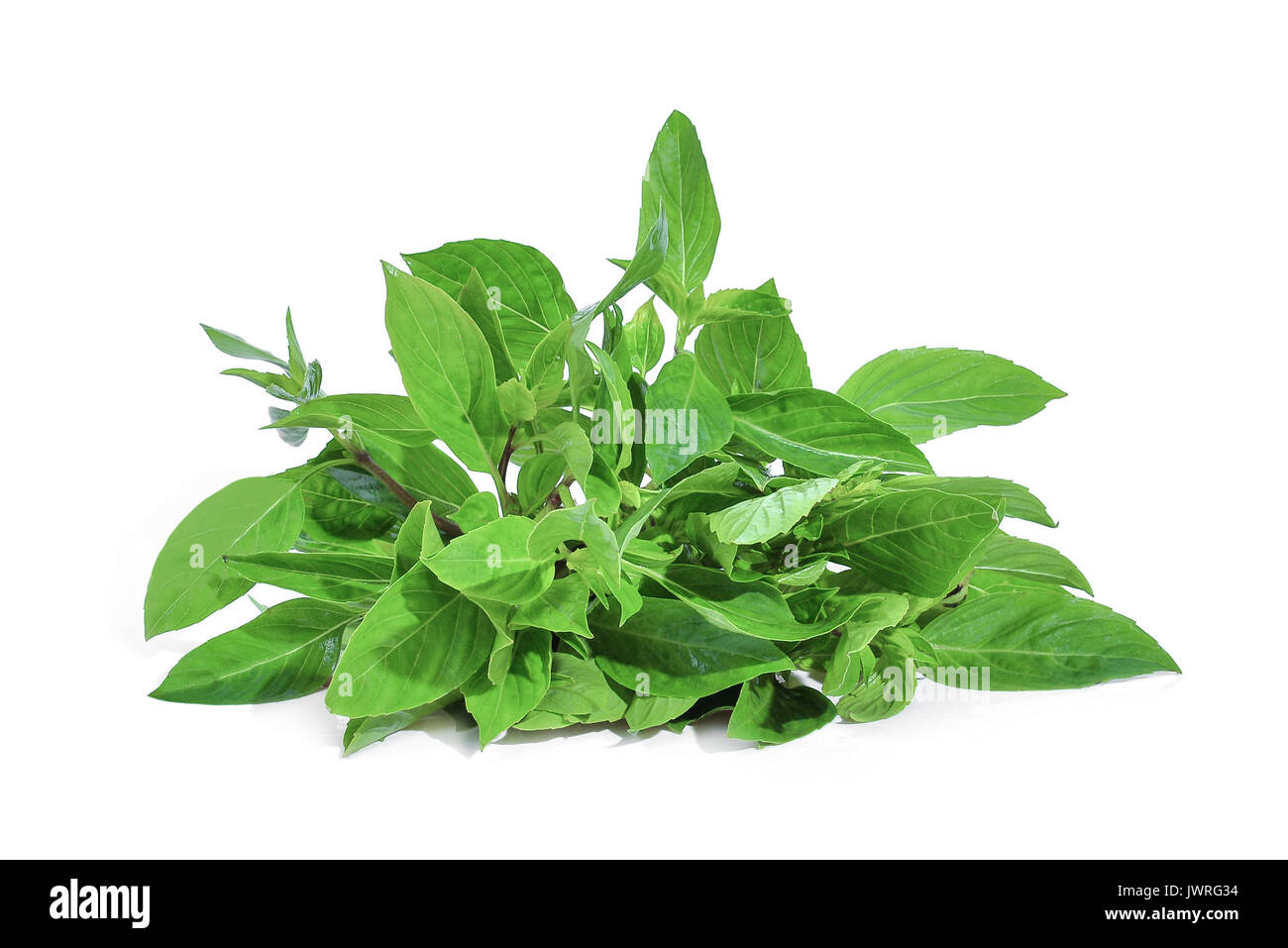 thai sweet basil leaves isolated on white background Stock Photo - Alamy