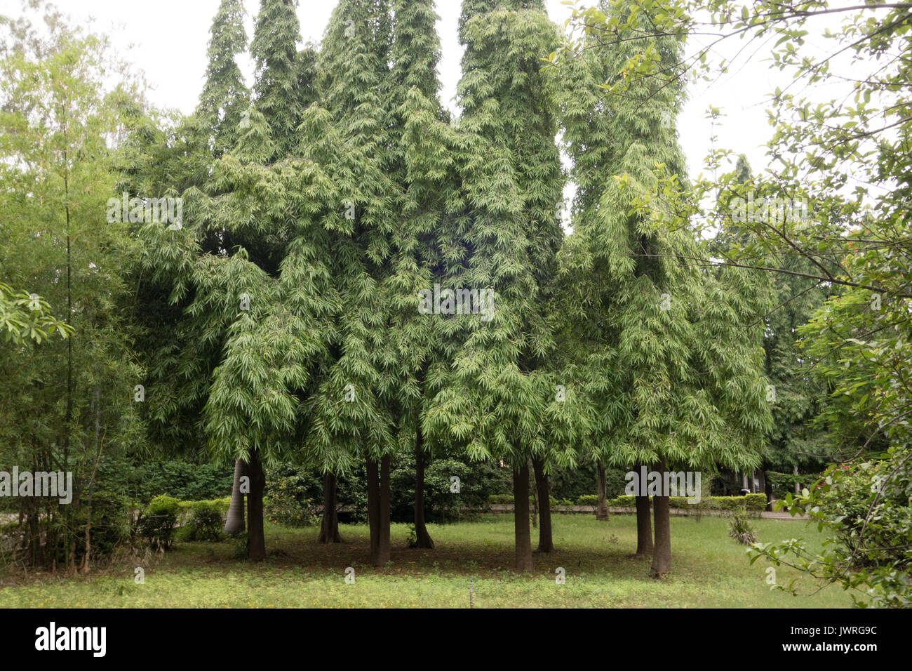 Ashoka hi-res stock photography and images - Alamy