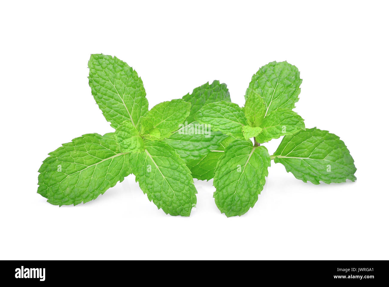fresh mint leaf isolated on white background Stock Photo - Alamy
