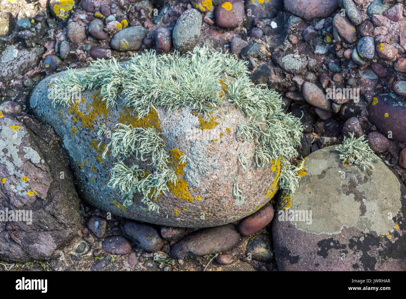 Lichen on stones hi-res stock photography and images - Alamy