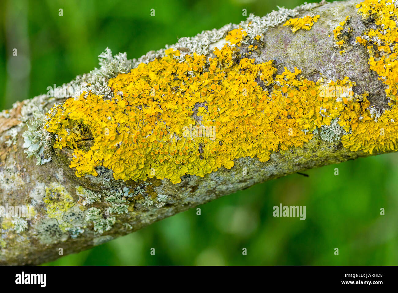 Yellow type lichen on a branch Stock Photo - Alamy