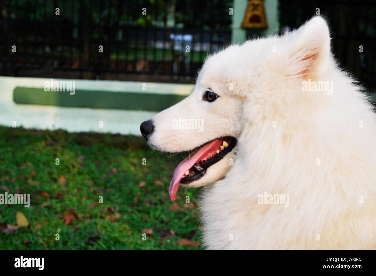 Samoyed model hi-res stock photography and images - Alamy