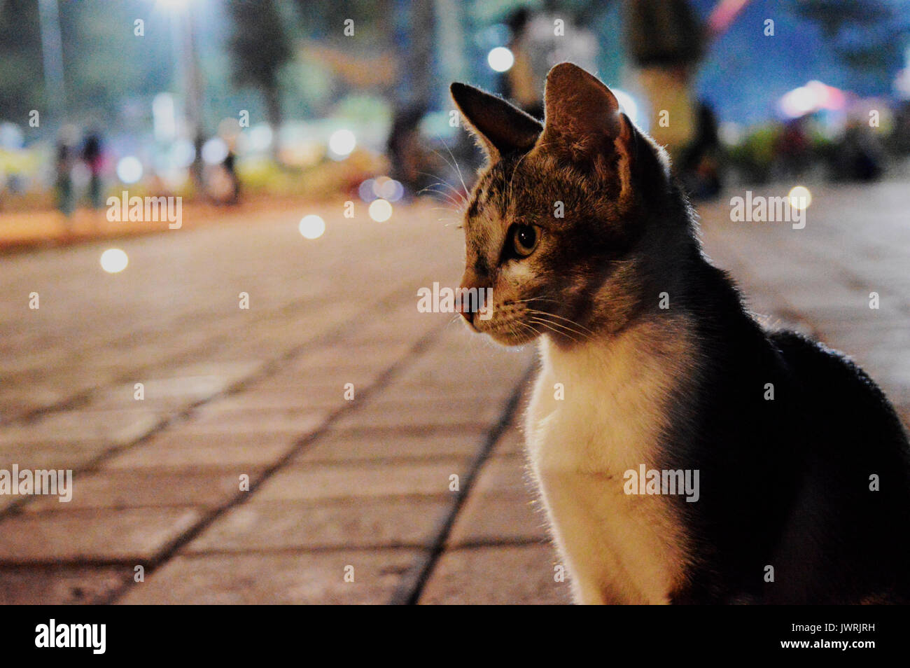 Street cat photo in Bogor, Indonesia Stock Photo - Alamy
