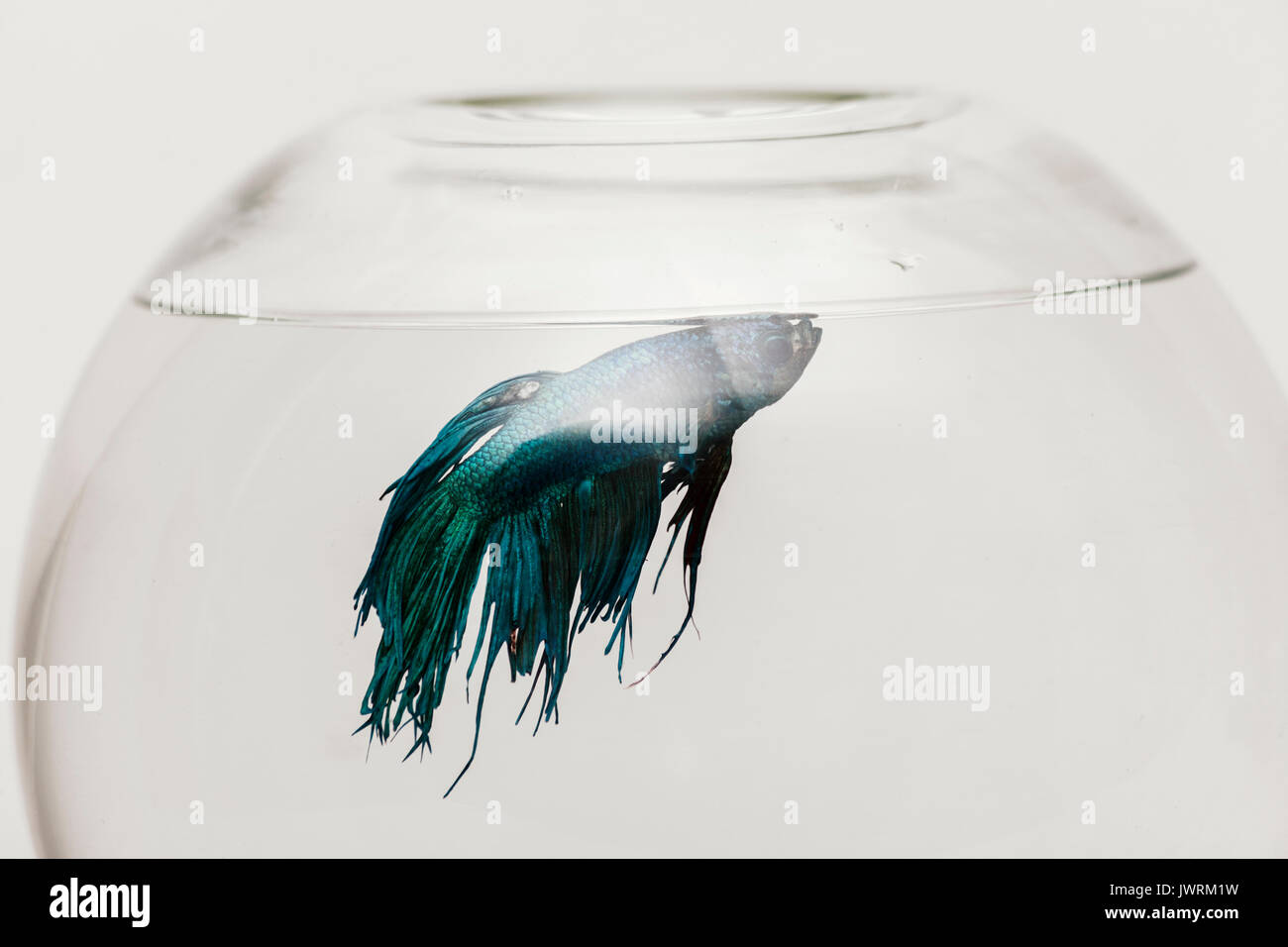 Fighter fish hi-res stock photography and images - Alamy