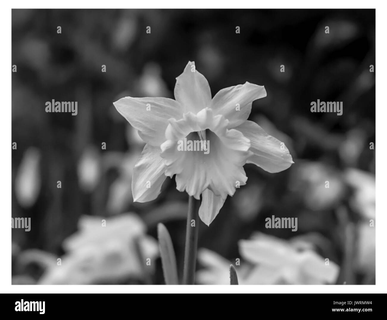 Daffodil Black and White Stock Photos & Images - Alamy